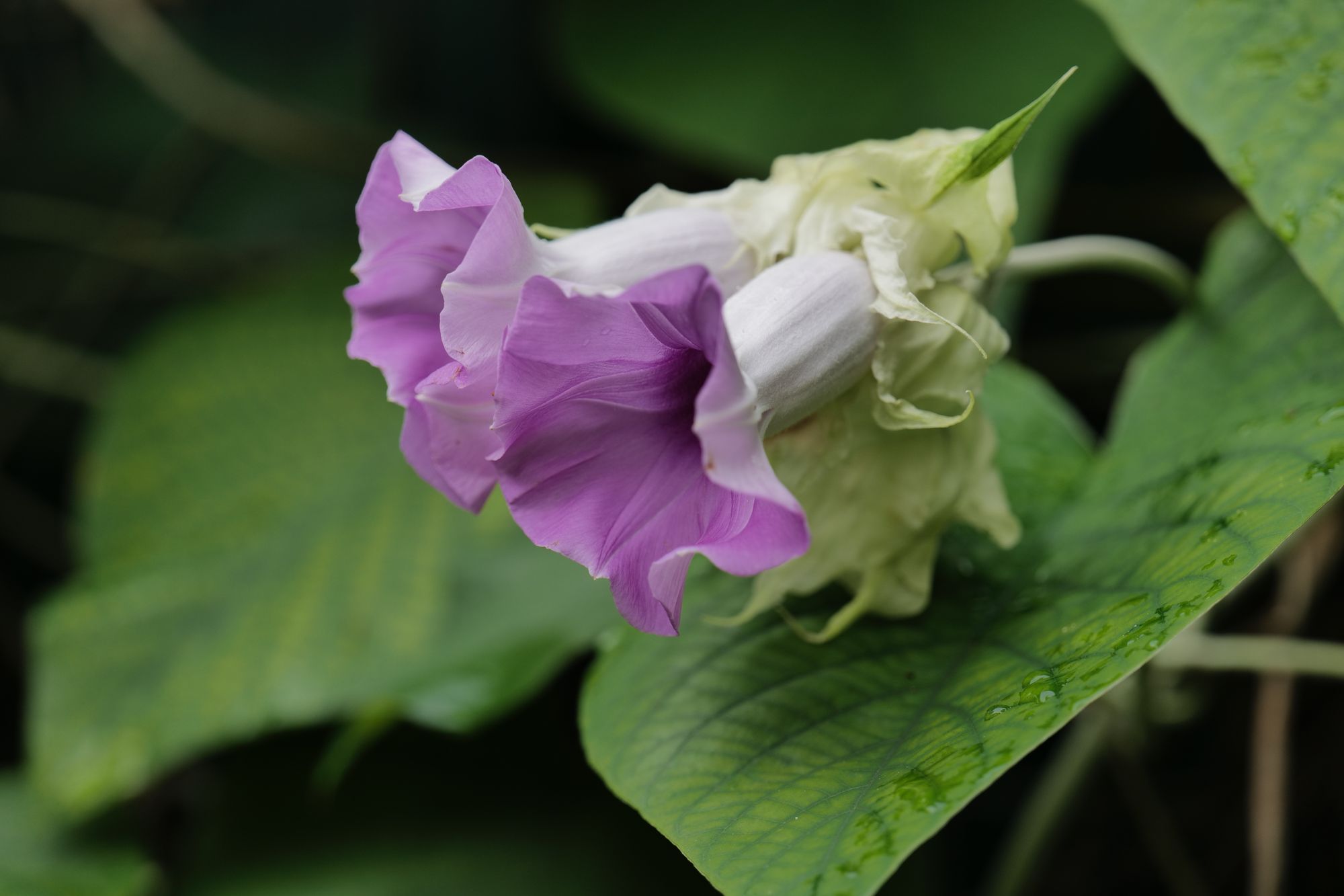 QT 26/06/2024 Wed. Romans 15. Unity: Accept one another. 合一：彼此接纳