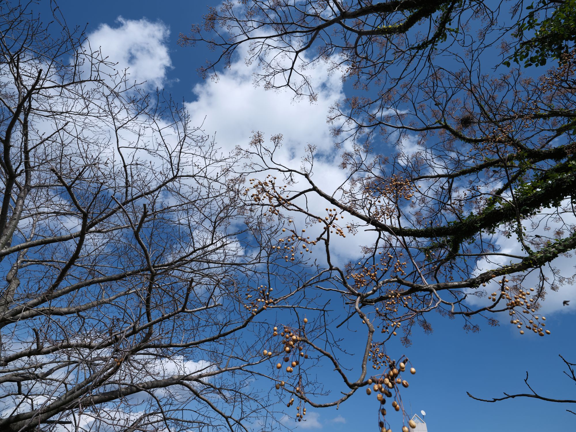 QT 18/06/2024 Tuesday Romans 8. Unity: united in the Spirit, more than body marks, calendar or ...