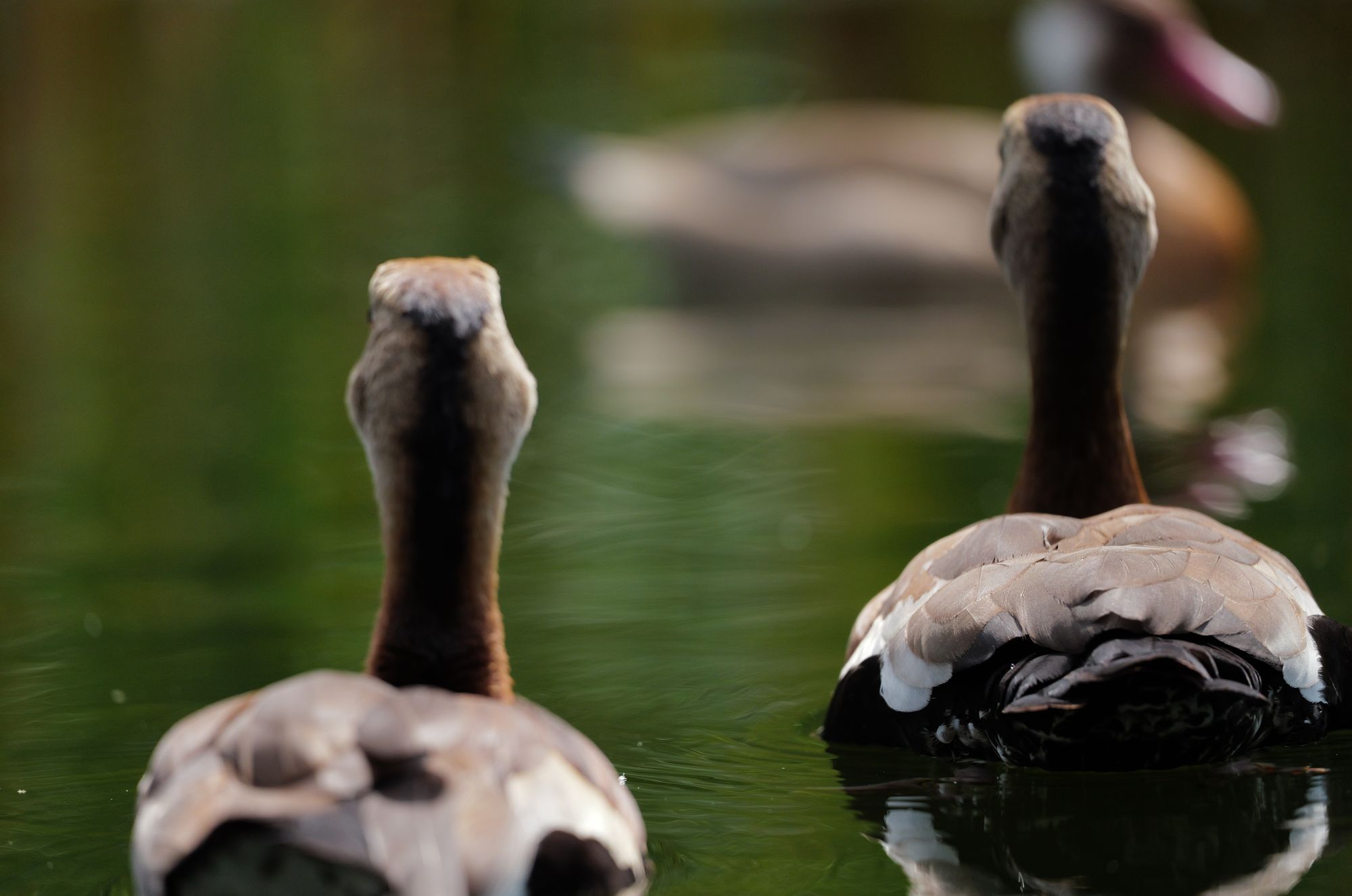 QT 04/10/2024 Fri. Ezekiel 33. Responsibility of heeding warnings. 听从警告的责任。