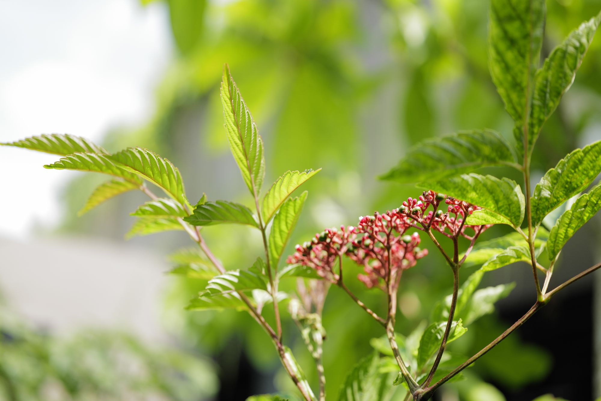 QT 17/02/2025 Mon. Isaiah 6. End of Man's ability—unmasks The LORD's ...